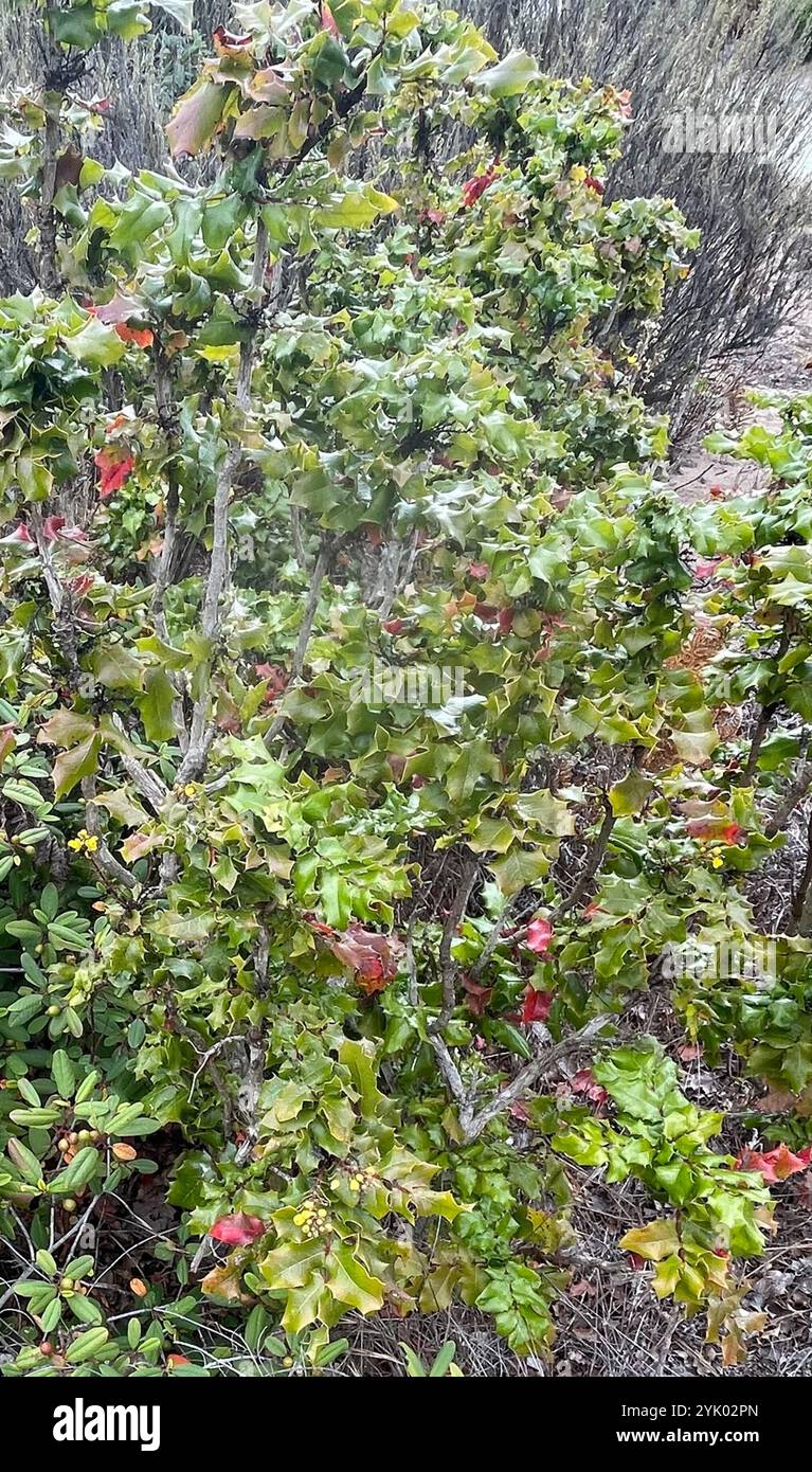 California barberry hi-res stock photography and images - Alamy