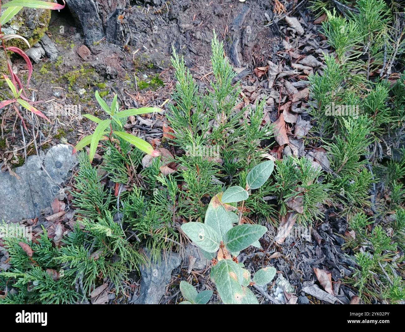 creeping juniper (Juniperus horizontalis Stock Photo - Alamy