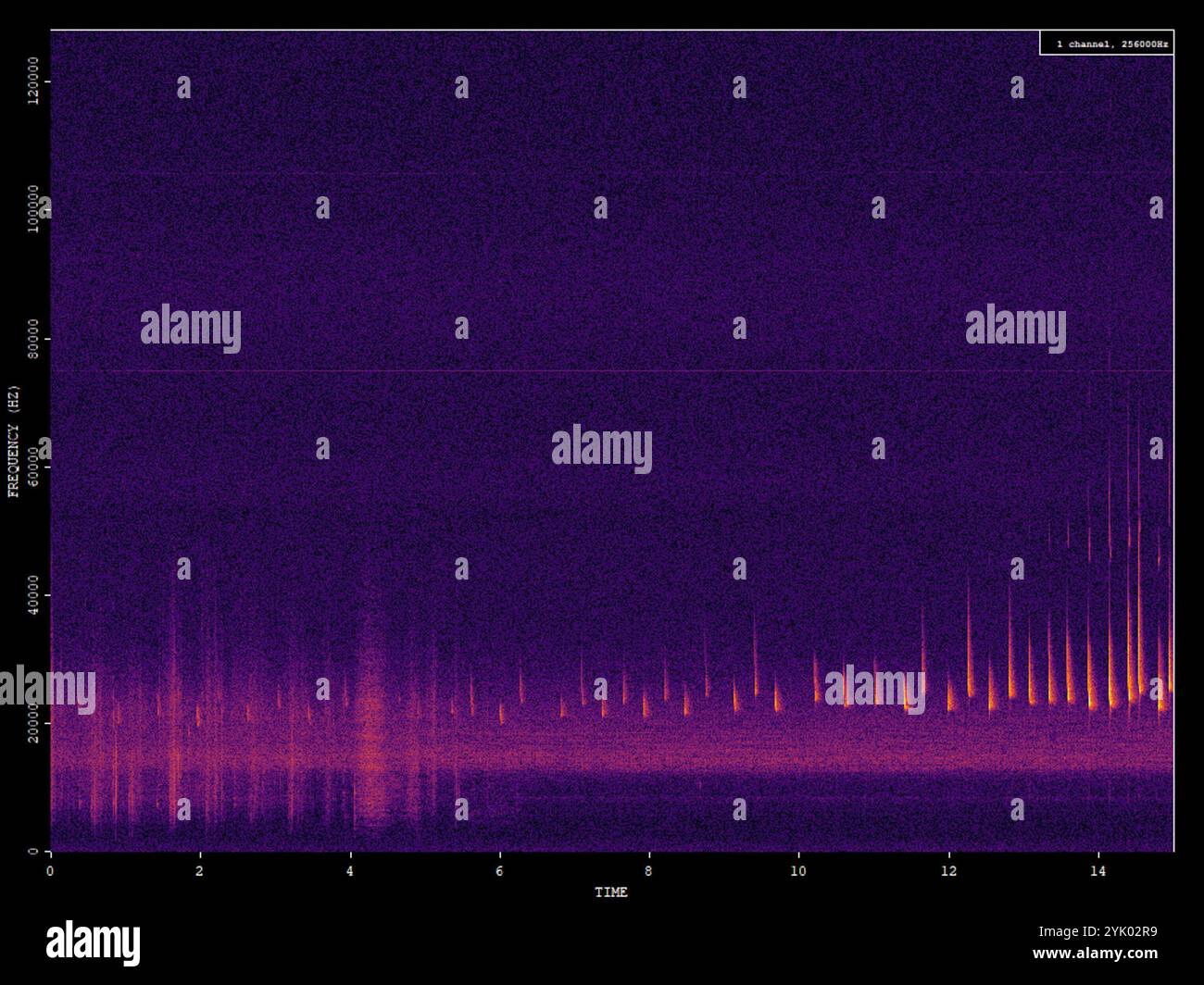 Common Noctule (Nyctalus noctula Stock Photo - Alamy