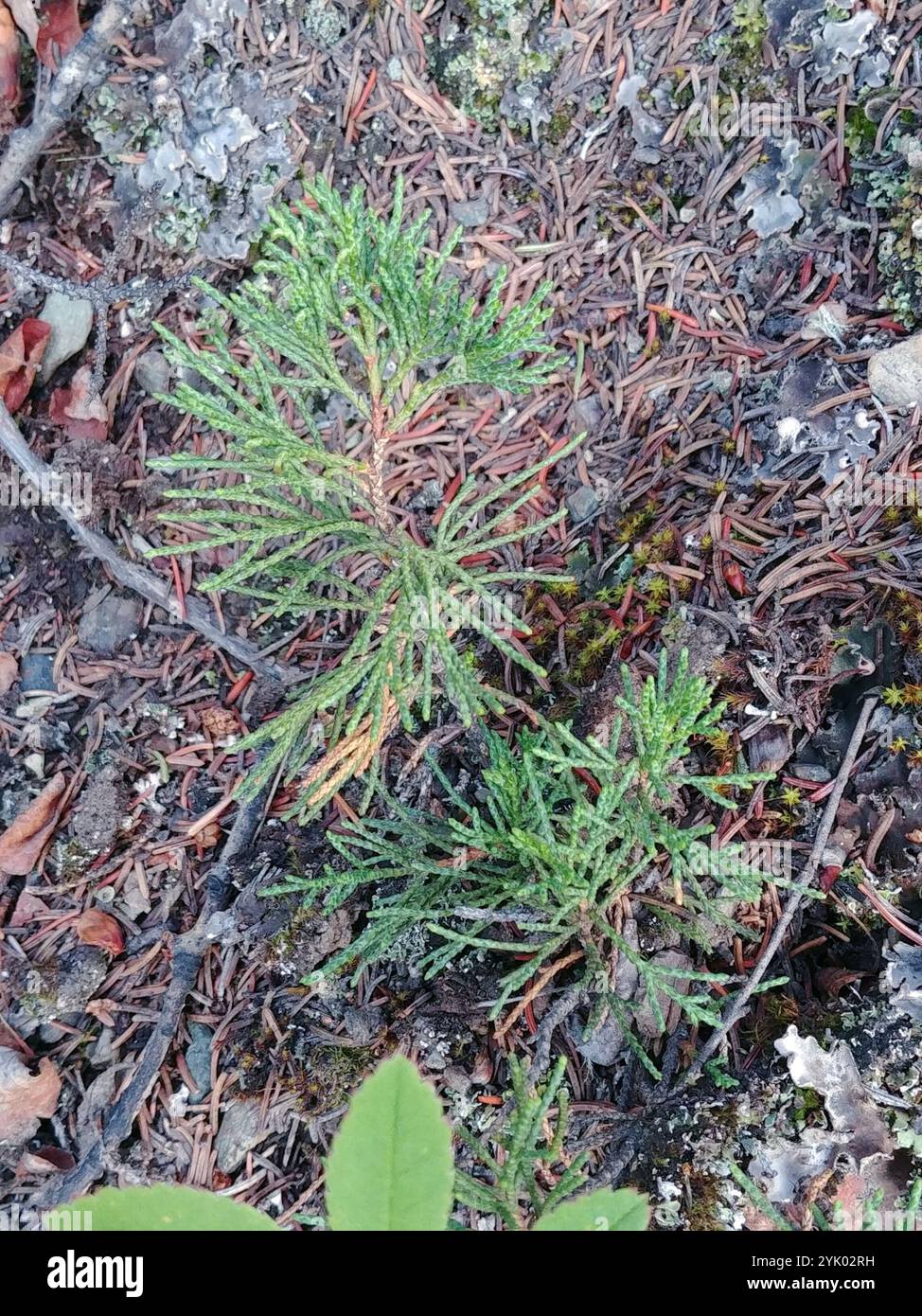 creeping juniper (Juniperus horizontalis Stock Photo - Alamy