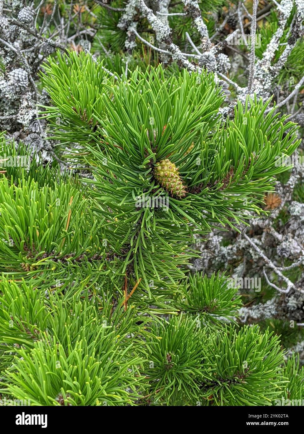 lodgepole pine (Pinus contorta Stock Photo - Alamy