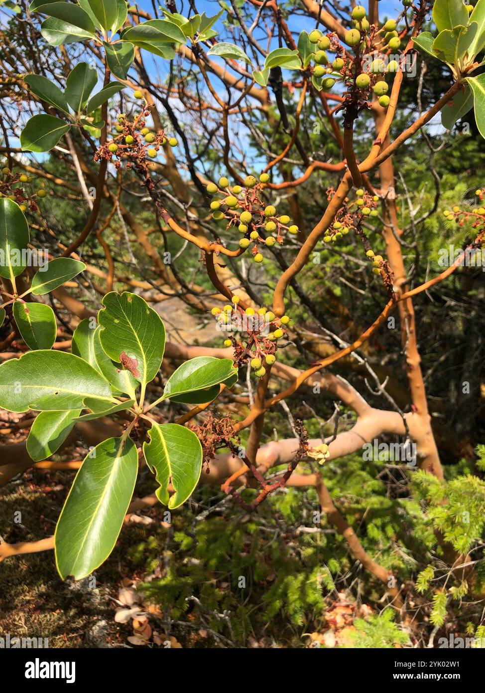 Pacific madrone (Arbutus menziesii Stock Photo - Alamy