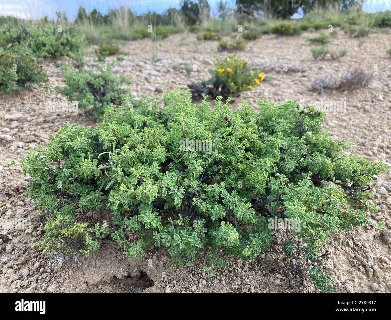 feather dalea (Dalea formosa Stock Photo - Alamy