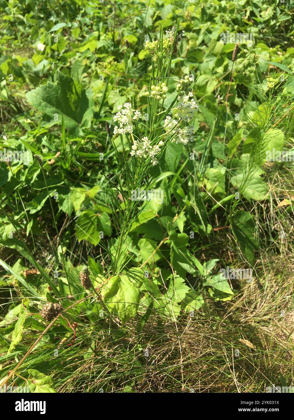 whorled milkweed (Asclepias verticillata Stock Photo - Alamy