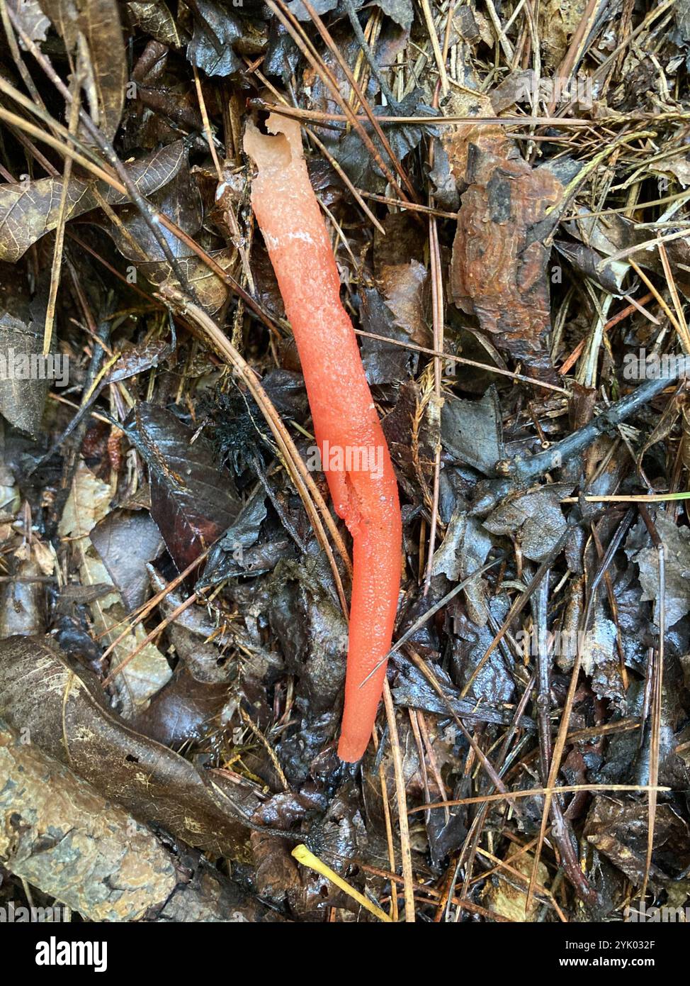 devil's dipstick (Mutinus elegans Stock Photo - Alamy