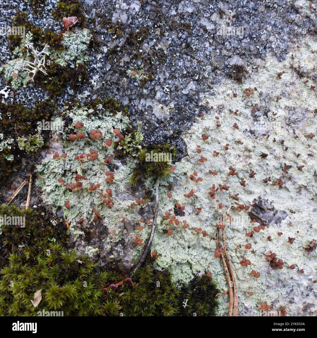 Scale Beret Lichen (Baeomyces carneus Stock Photo - Alamy