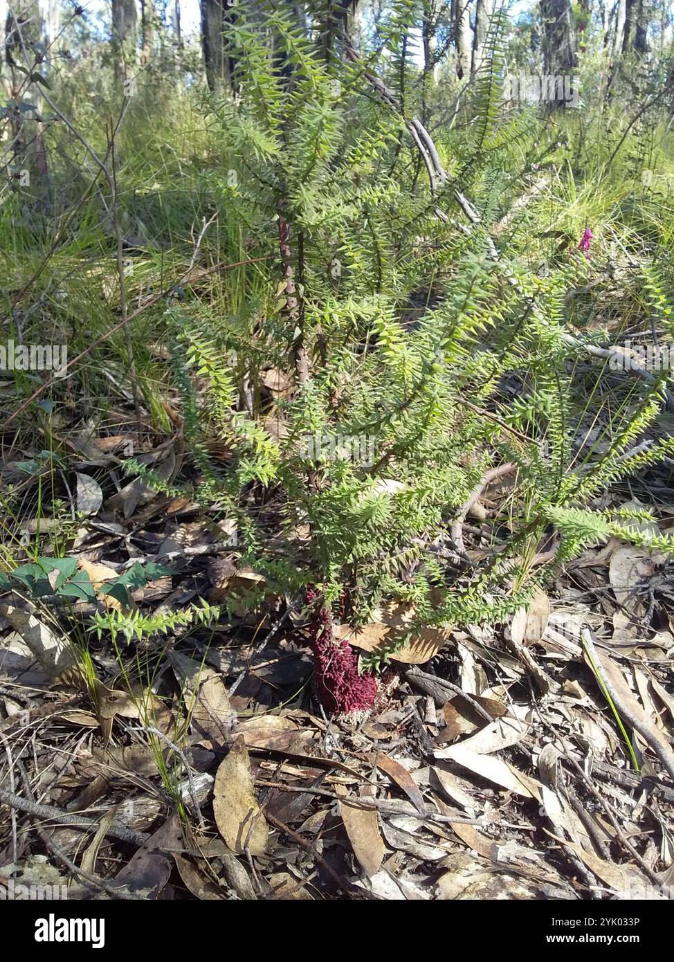 Mount Lofty Ground-berry (Acrotriche fasciculiflora Stock Photo - Alamy