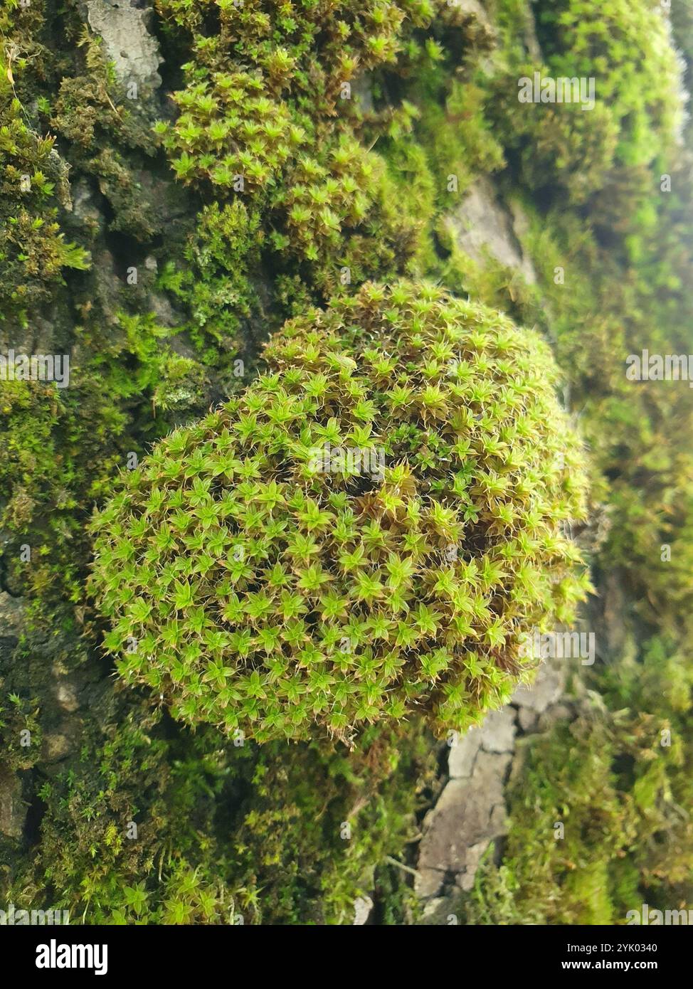 Star Moss (Syntrichia ruralis Stock Photo - Alamy