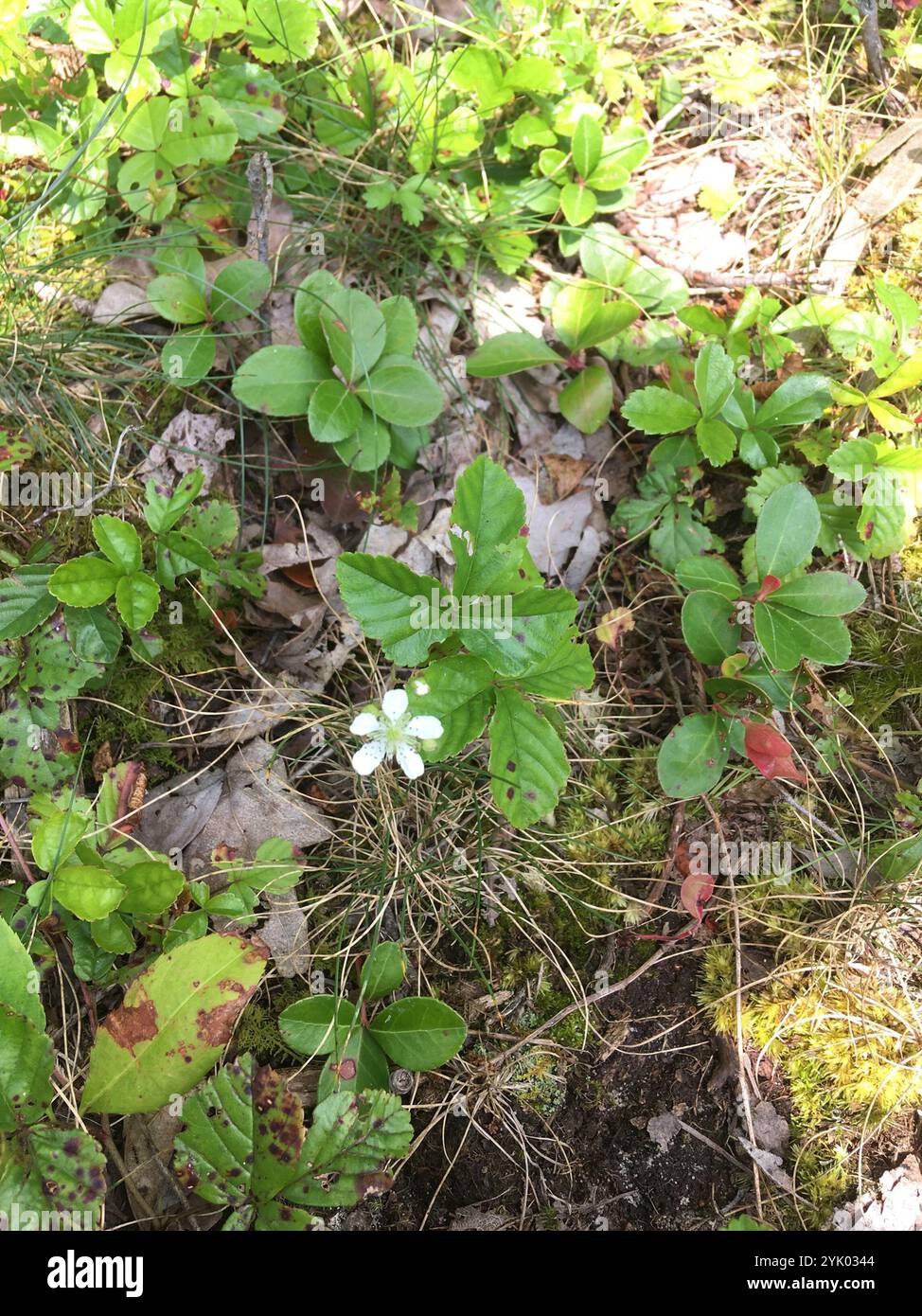 Common Dewberry (Rubus flagellaris Stock Photo - Alamy