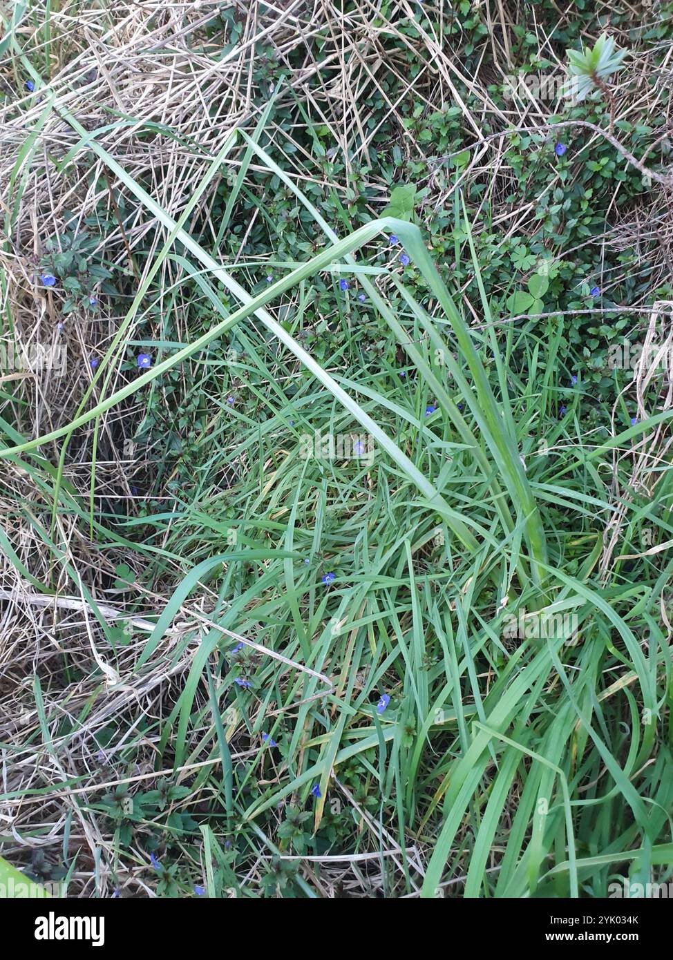 Creeping Speedwell (Veronica umbrosa Stock Photo - Alamy
