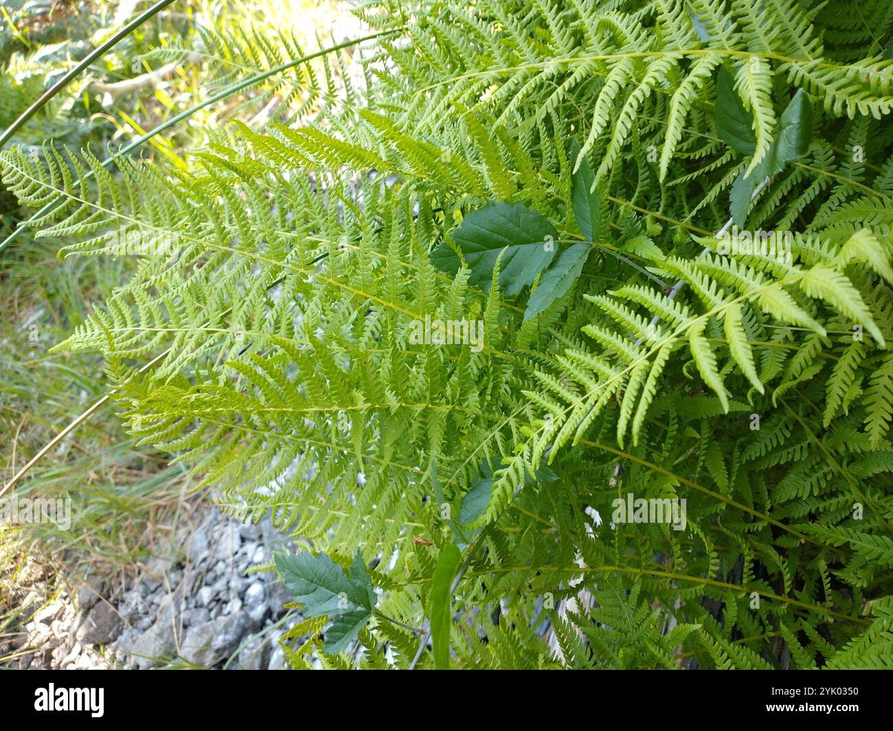 lady ferns (Athyrium Stock Photo - Alamy