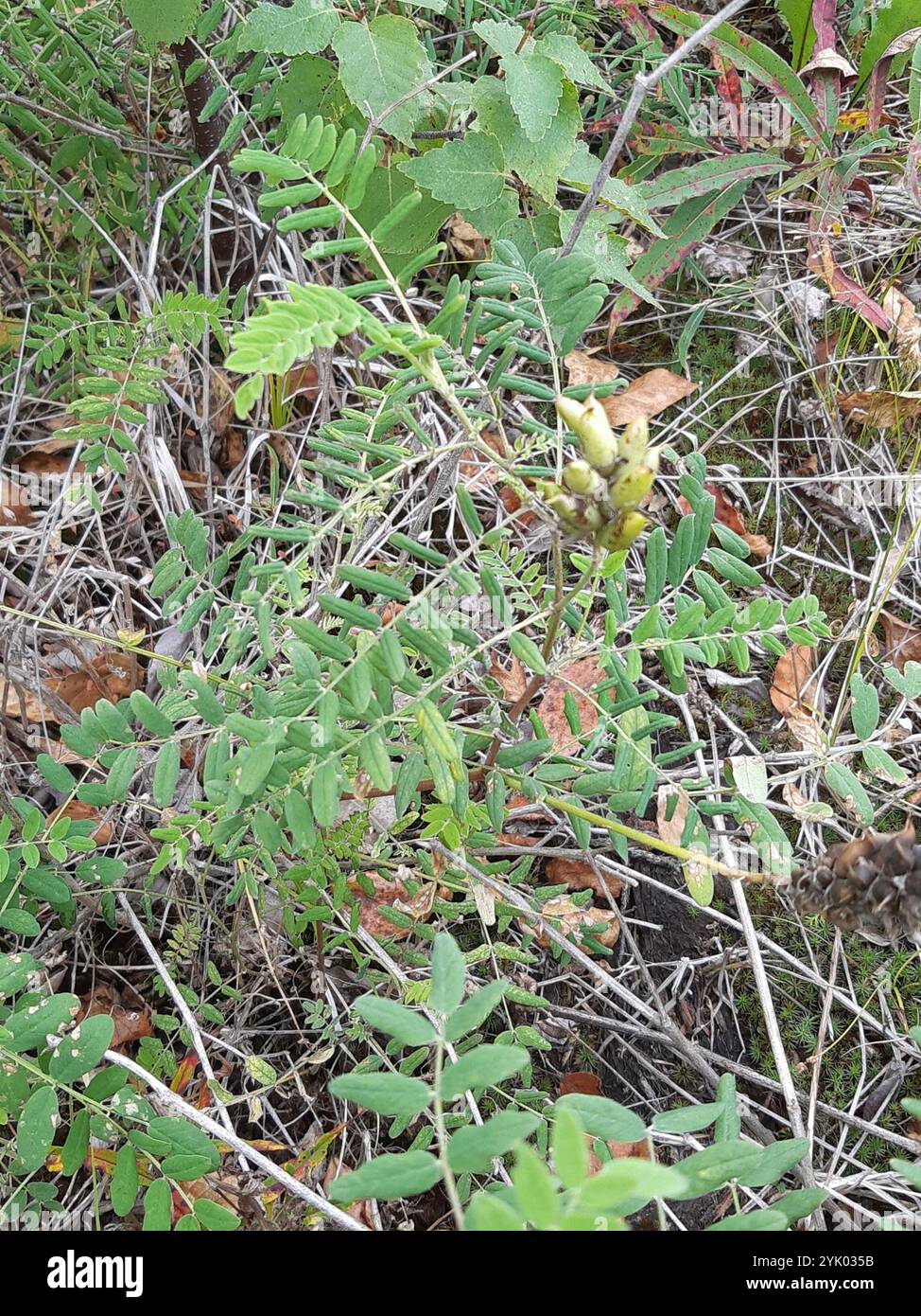 Canadian milkvetch (Astragalus canadensis Stock Photo - Alamy