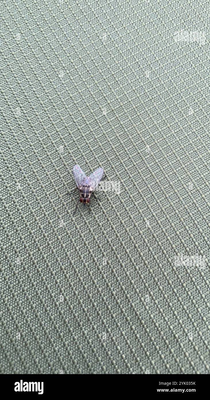 Stable Fly (Stomoxys calcitrans Stock Photo - Alamy