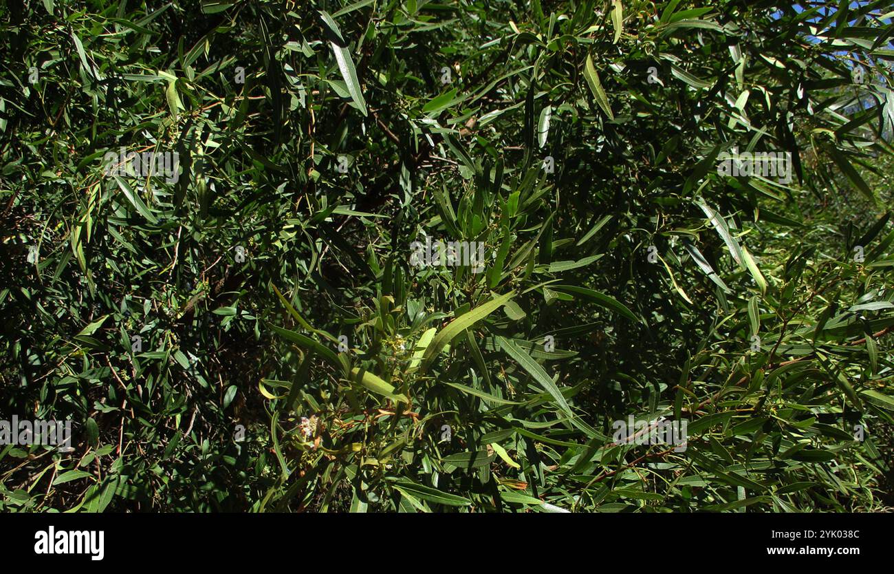 Searsia lancea hi-res stock photography and images - Alamy