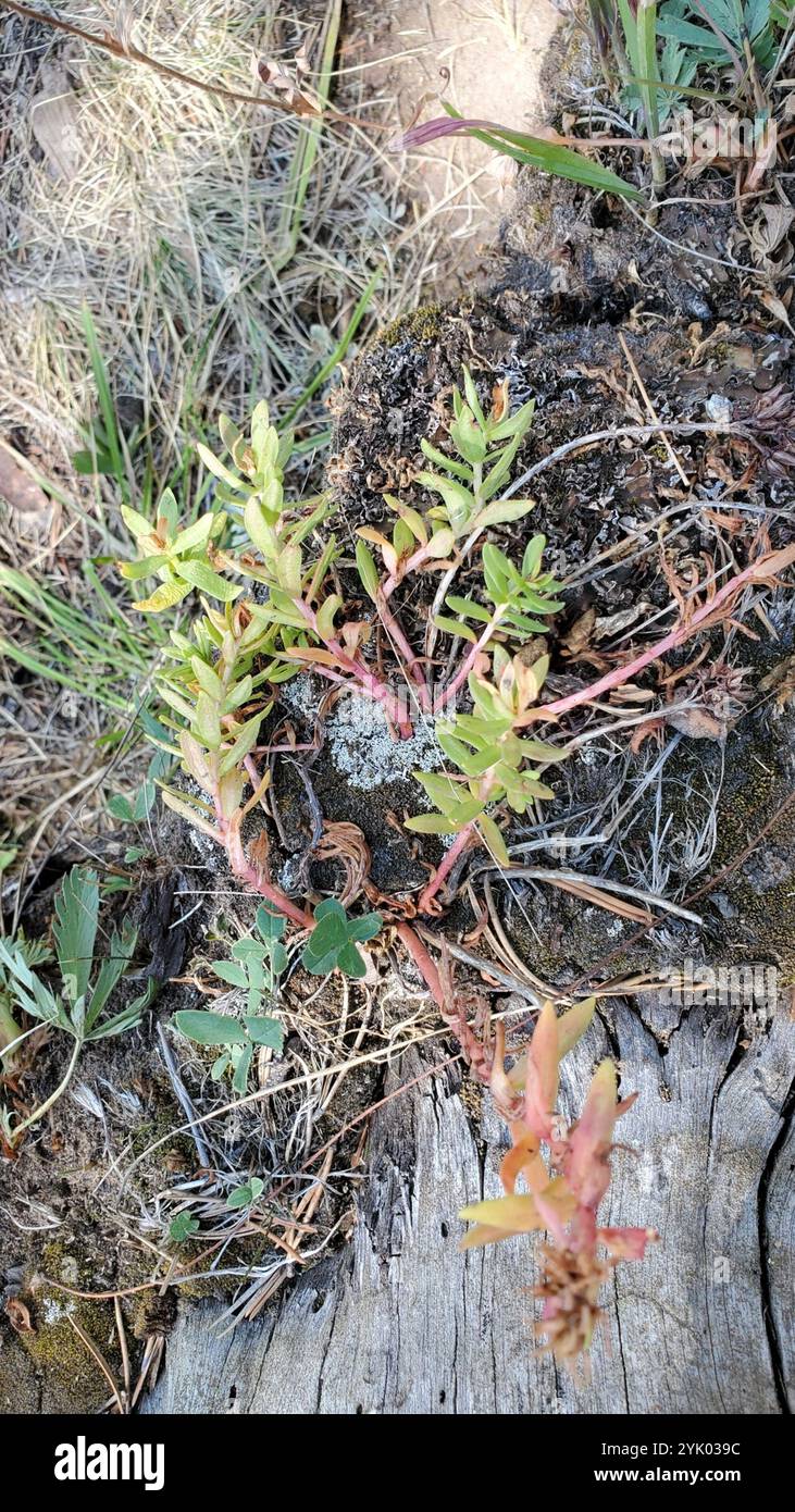 Queen's Crown (Rhodiola rhodantha Stock Photo - Alamy