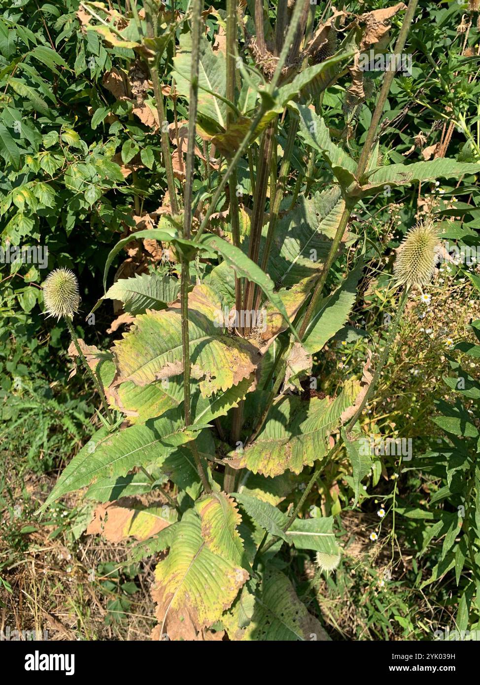 cutleaf teasel (Dipsacus laciniatus Stock Photo - Alamy