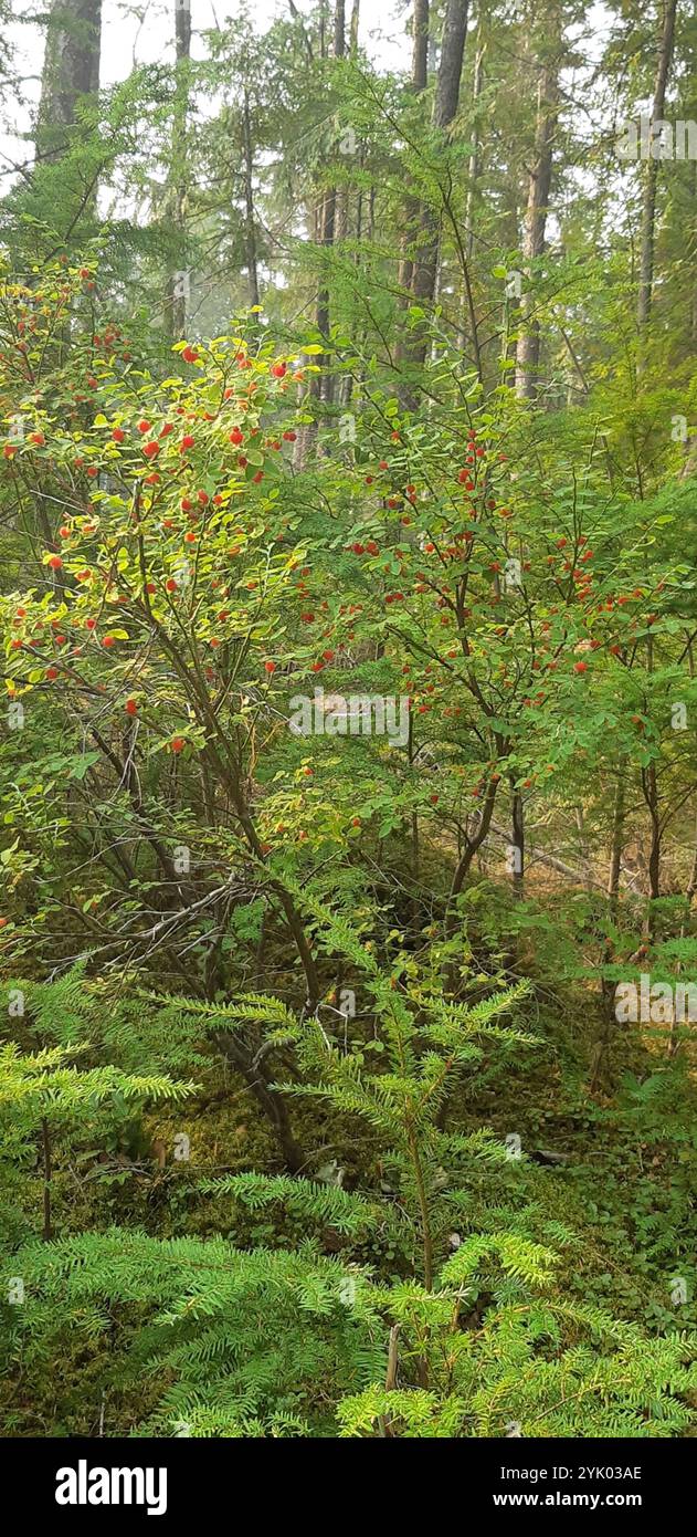 Red Huckleberry (Vaccinium parvifolium Stock Photo - Alamy