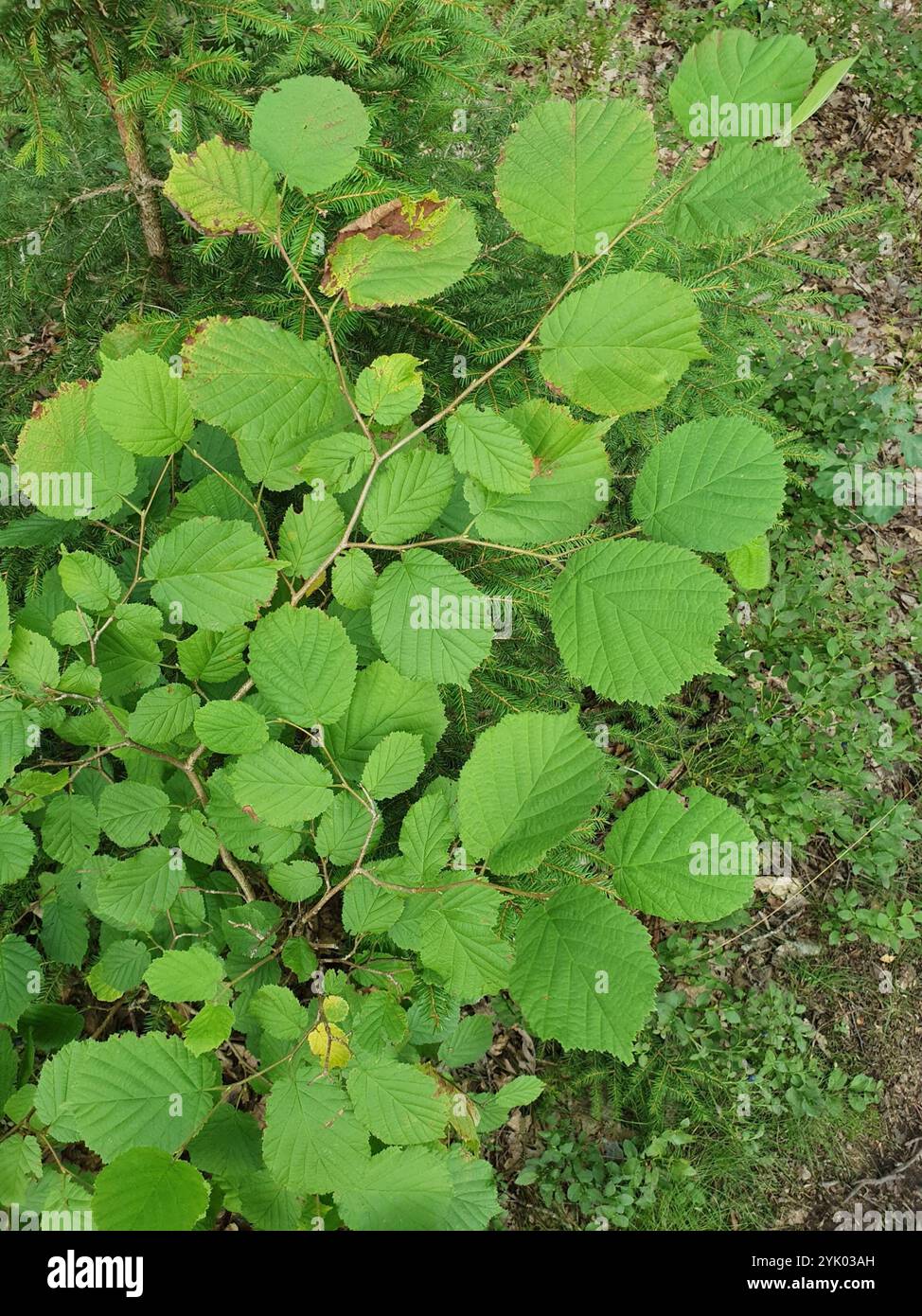 common hazel (Corylus avellana Stock Photo - Alamy