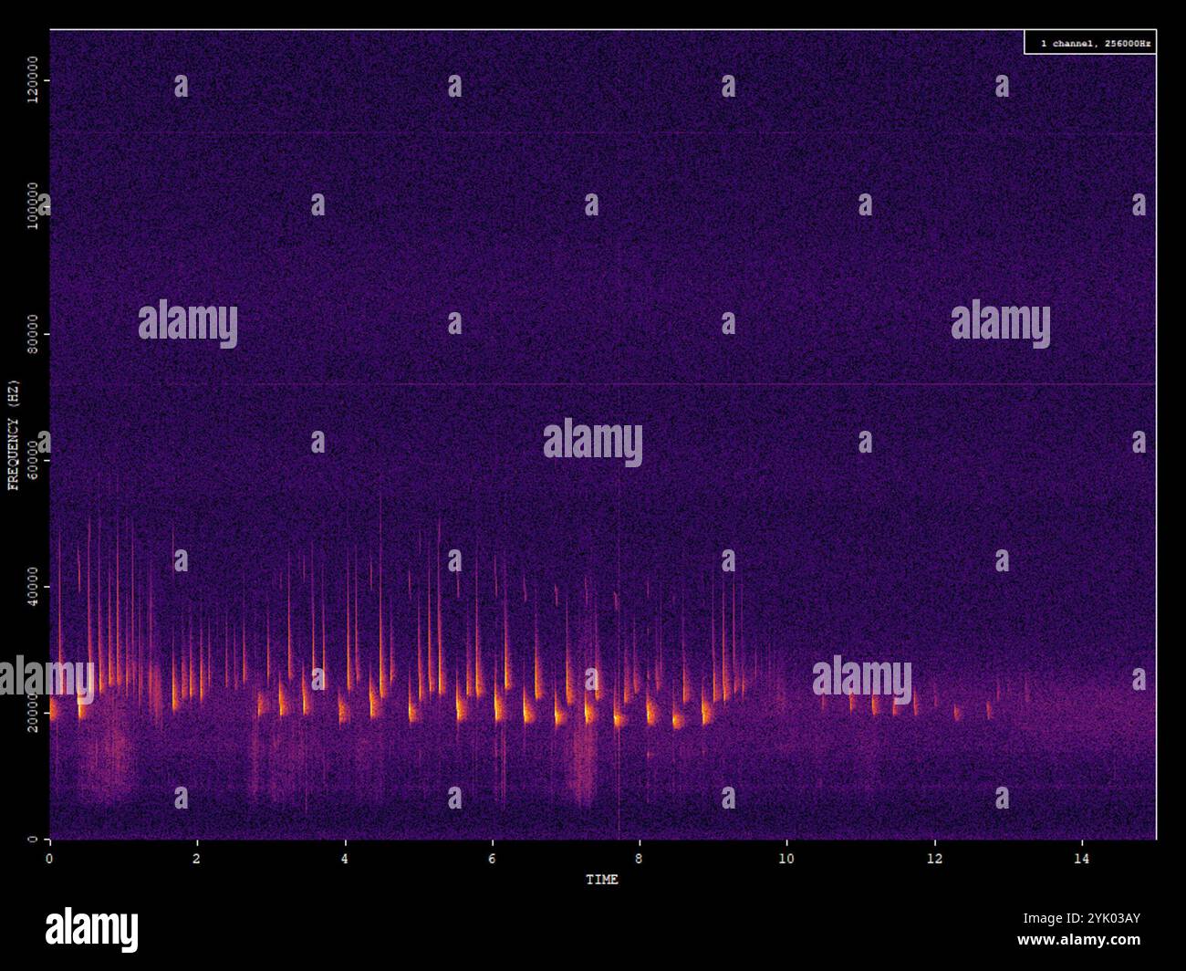 Common Noctule (Nyctalus noctula Stock Photo - Alamy