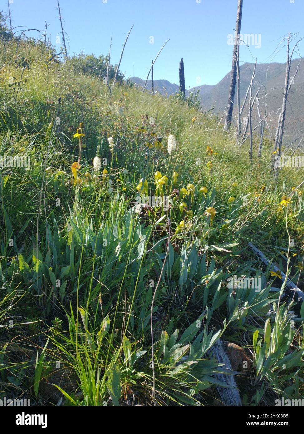 western false asphodel (Triantha occidentalis Stock Photo - Alamy