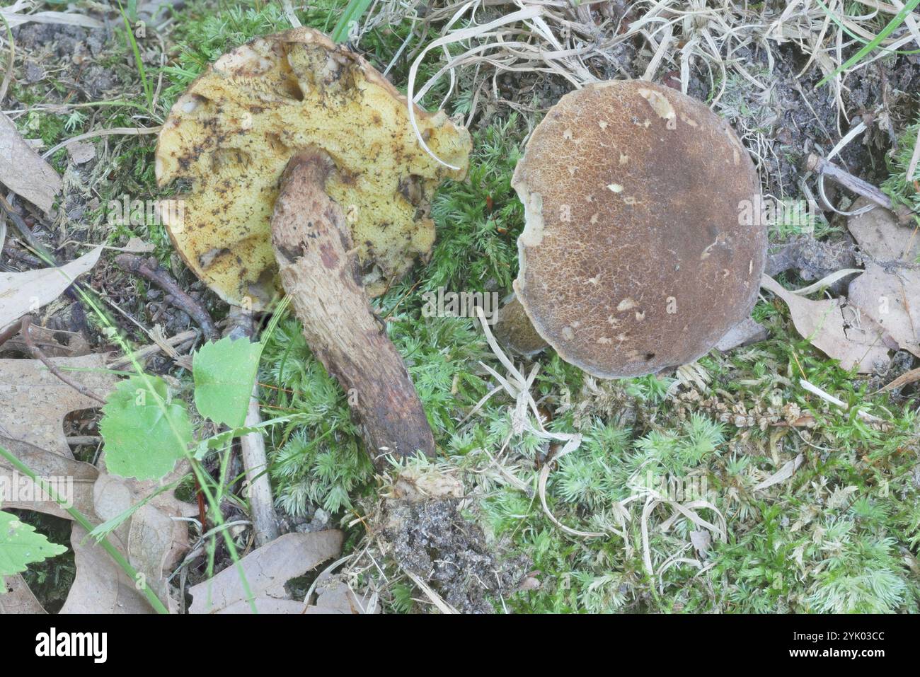 Boletellus hi-res stock photography and images - Alamy