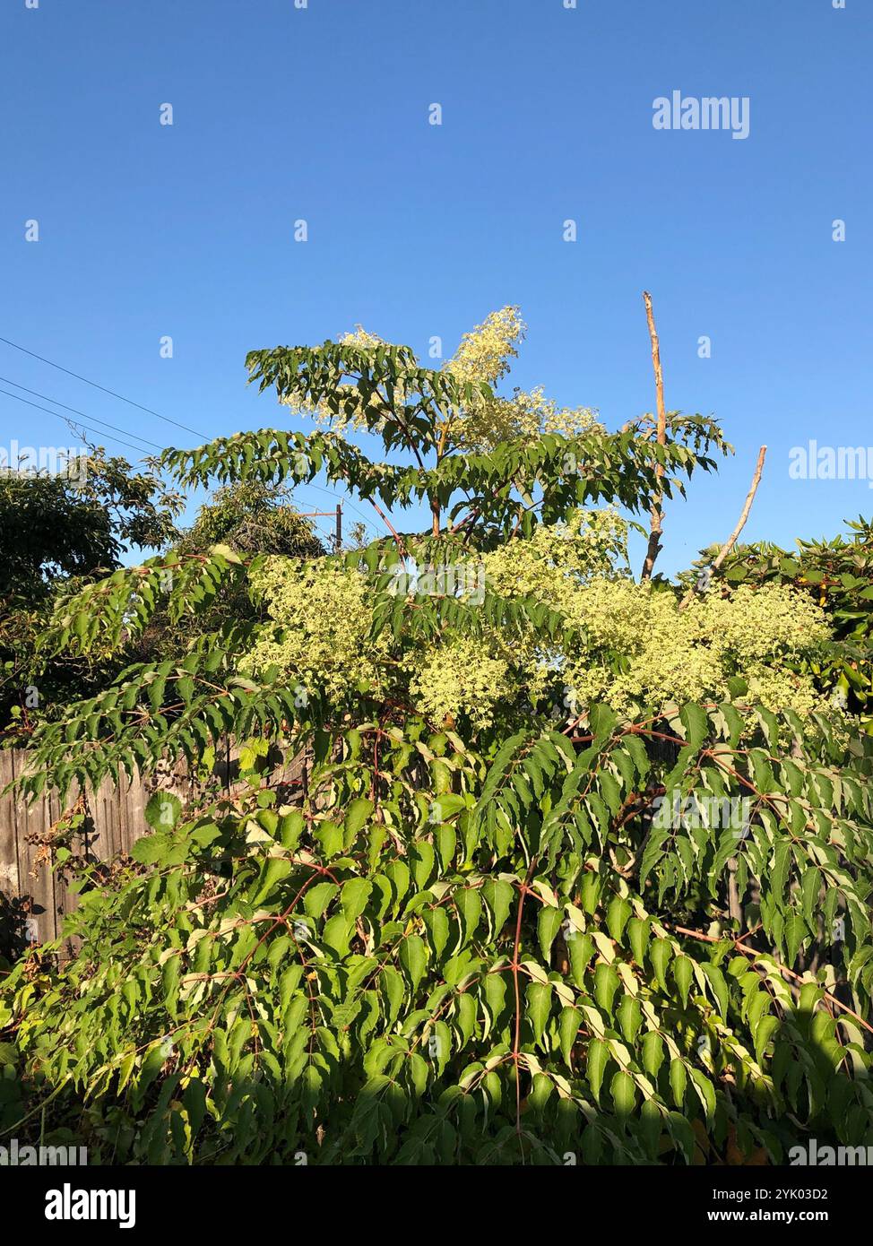 Japanese angelica tree (Aralia elata Stock Photo - Alamy
