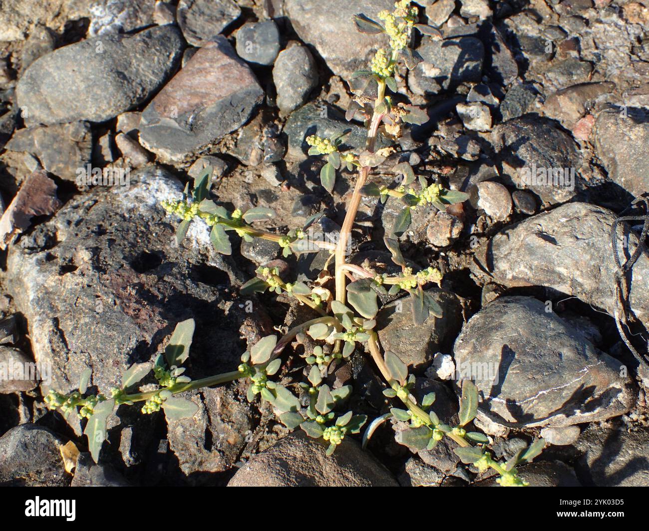Oak leaved goosefoot hi-res stock photography and images - Alamy
