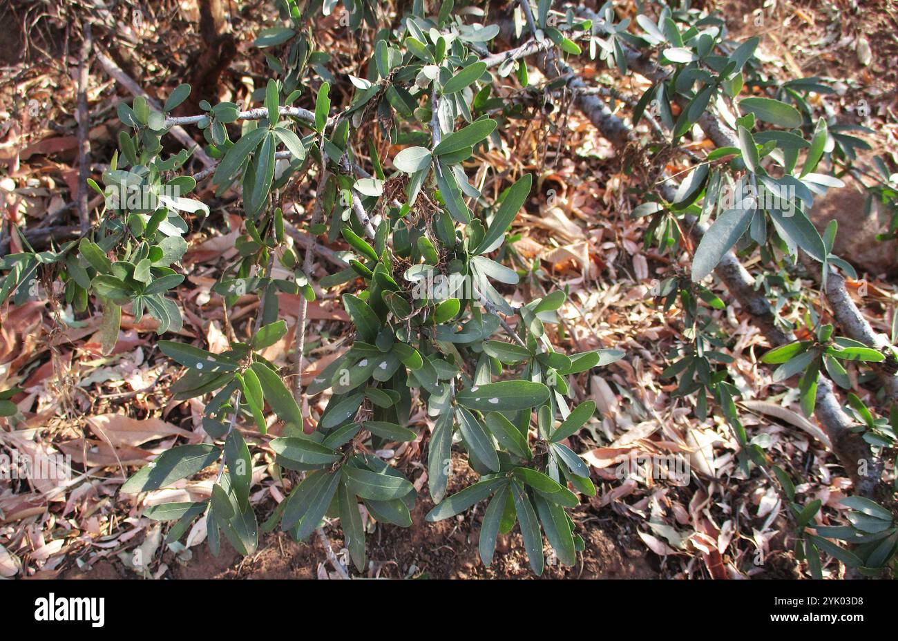 anthill saffron (Elaeodendron transvaalense Stock Photo - Alamy