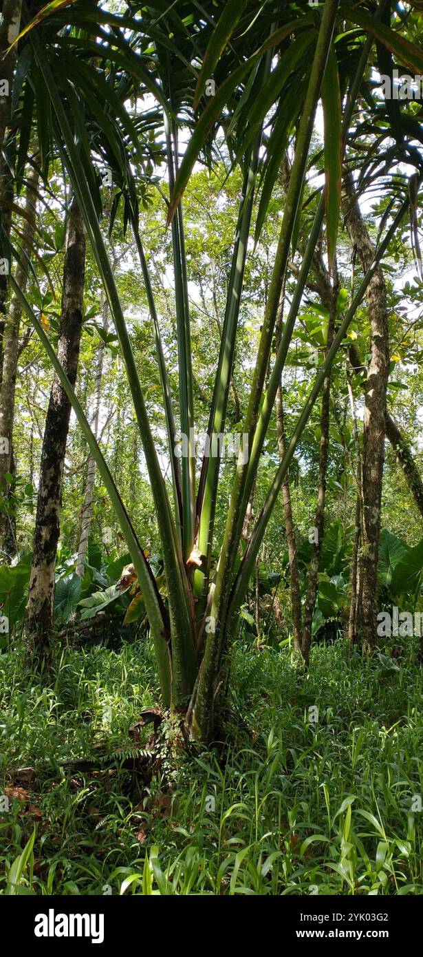 Ivory nut palm hi-res stock photography and images - Alamy
