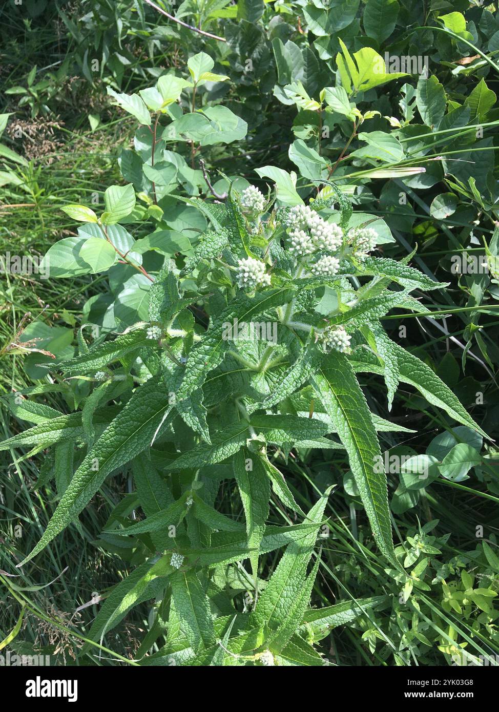 common boneset (Eupatorium perfoliatum Stock Photo - Alamy