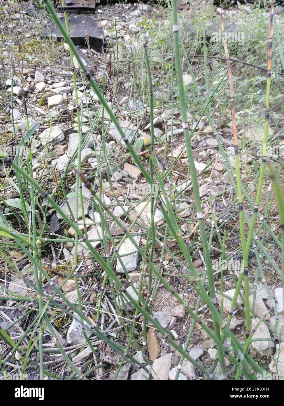 rough horsetail (Equisetum hyemale Stock Photo - Alamy