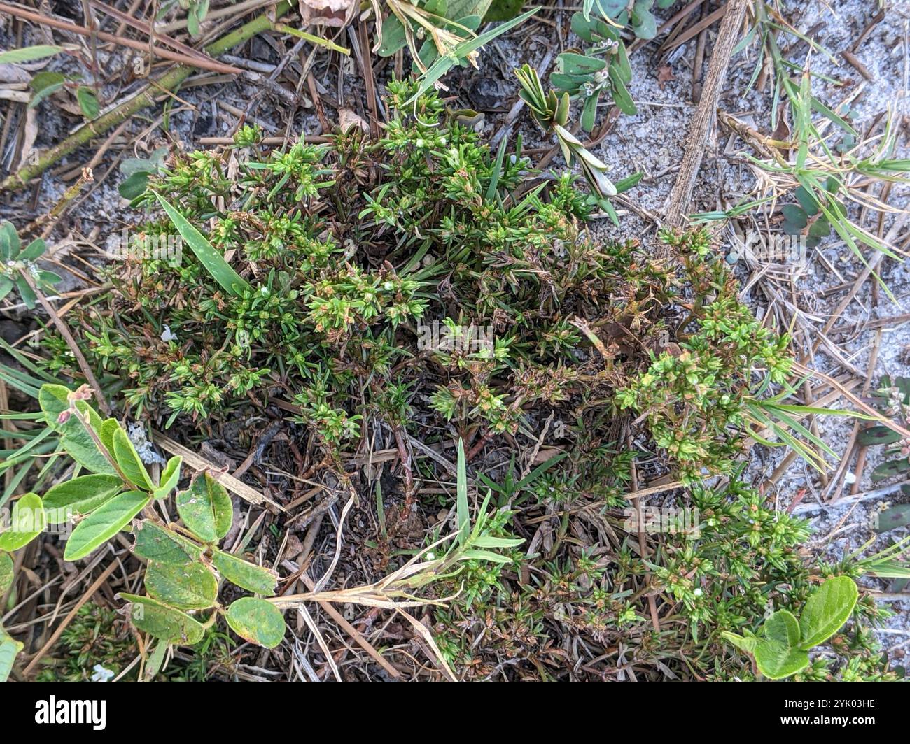 Rust Weed (Polypremum procumbens Stock Photo - Alamy