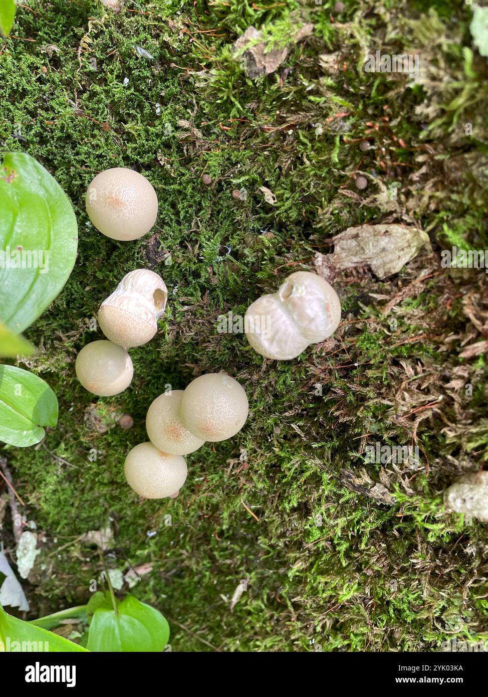 Pear-shaped Puffball (Apioperdon pyriforme Stock Photo - Alamy