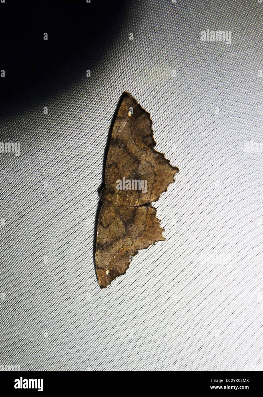 Unipunctata hi-res stock photography and images - Alamy