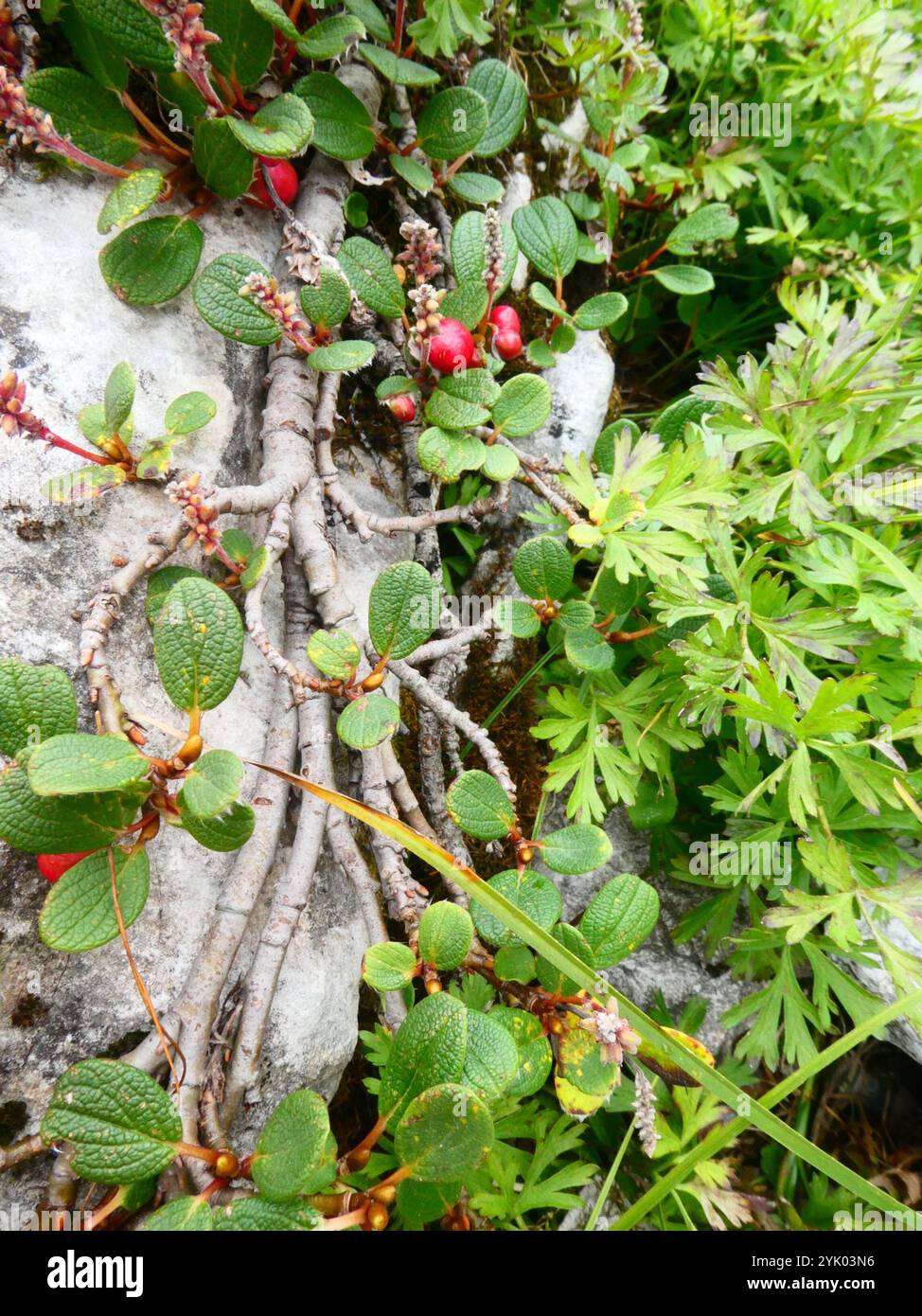 Net-leaved Willow (Salix reticulata Stock Photo - Alamy