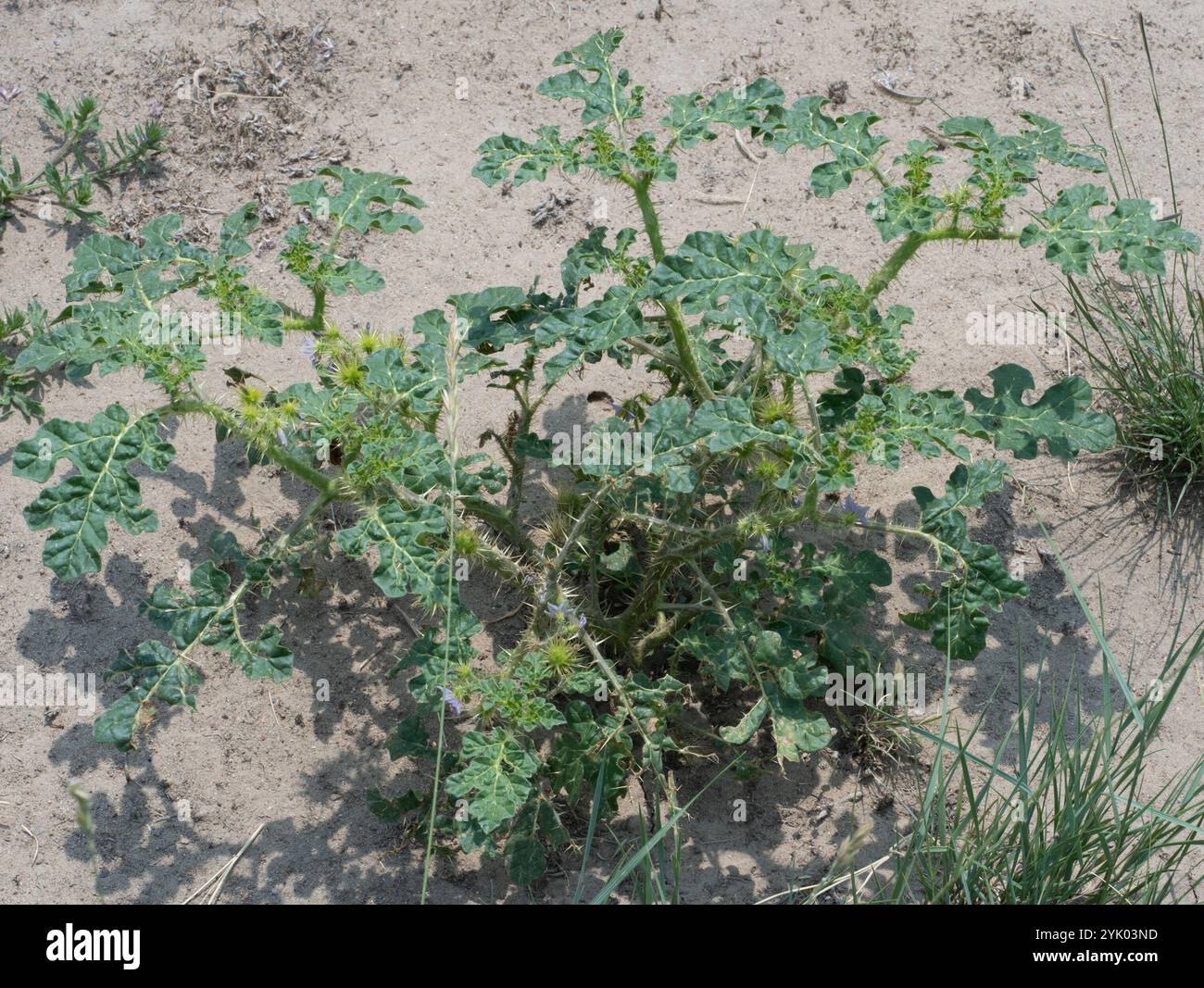 buffalo-bur (Solanum rostratum Stock Photo - Alamy