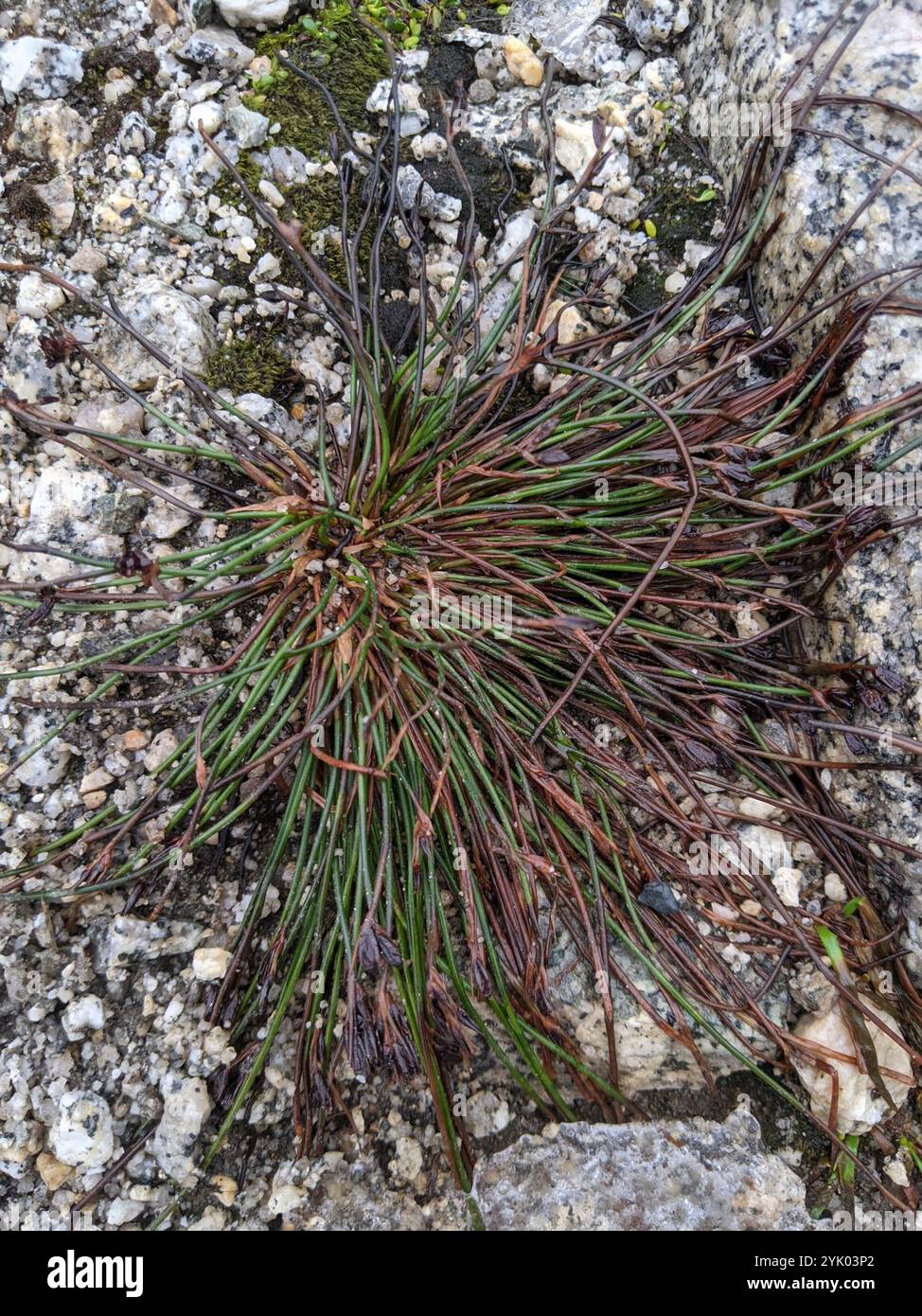 Toad rush (Juncus bufonius Stock Photo - Alamy