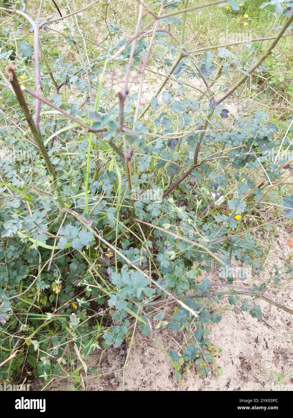 Lesser Meadow-rue (Thalictrum minus Stock Photo - Alamy