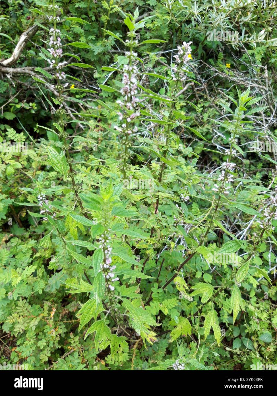 common motherwort (Leonurus cardiaca Stock Photo - Alamy