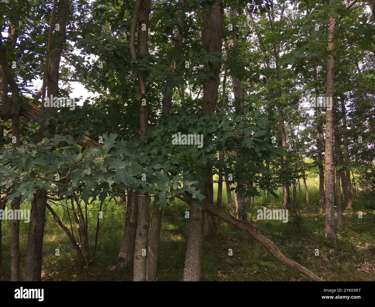 white oak (Quercus alba Stock Photo - Alamy
