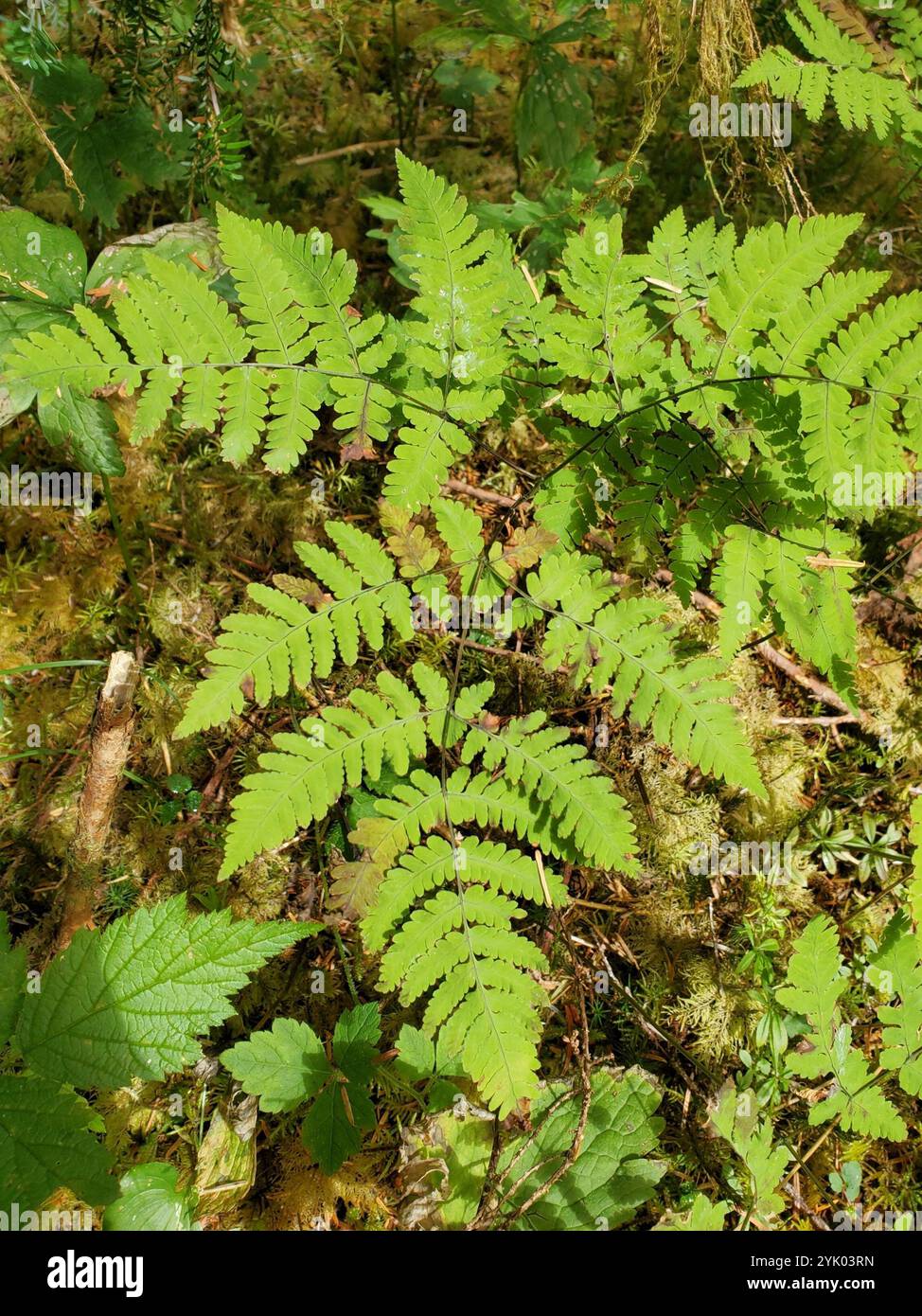 Pacific oak fern (Gymnocarpium disjunctum Stock Photo - Alamy