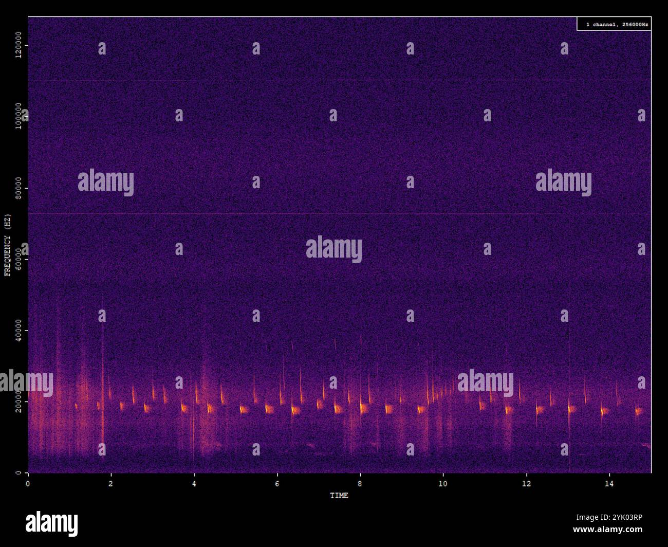 Common Noctule (Nyctalus noctula Stock Photo - Alamy