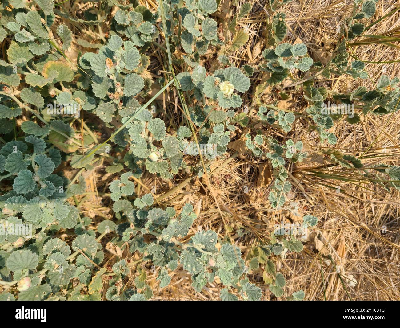 alkali mallow (Malvella leprosa Stock Photo - Alamy