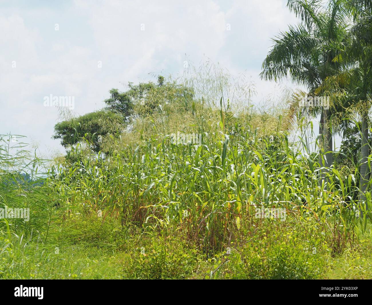 Wild Sorghum (Sorghum bicolor verticilliflorum Stock Photo - Alamy