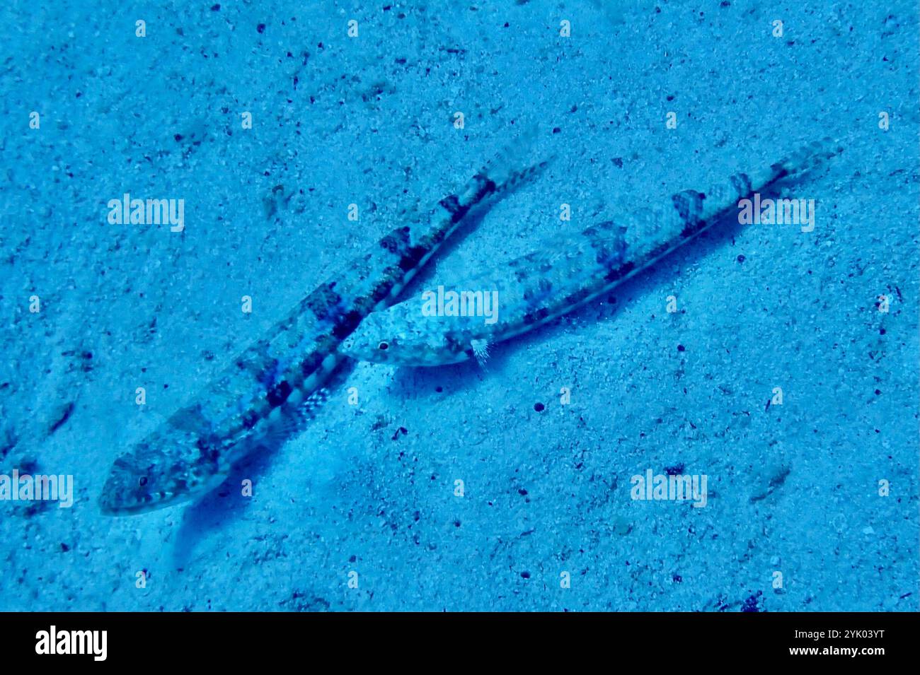 Variegated Lizardfish (Synodus variegatus Stock Photo - Alamy