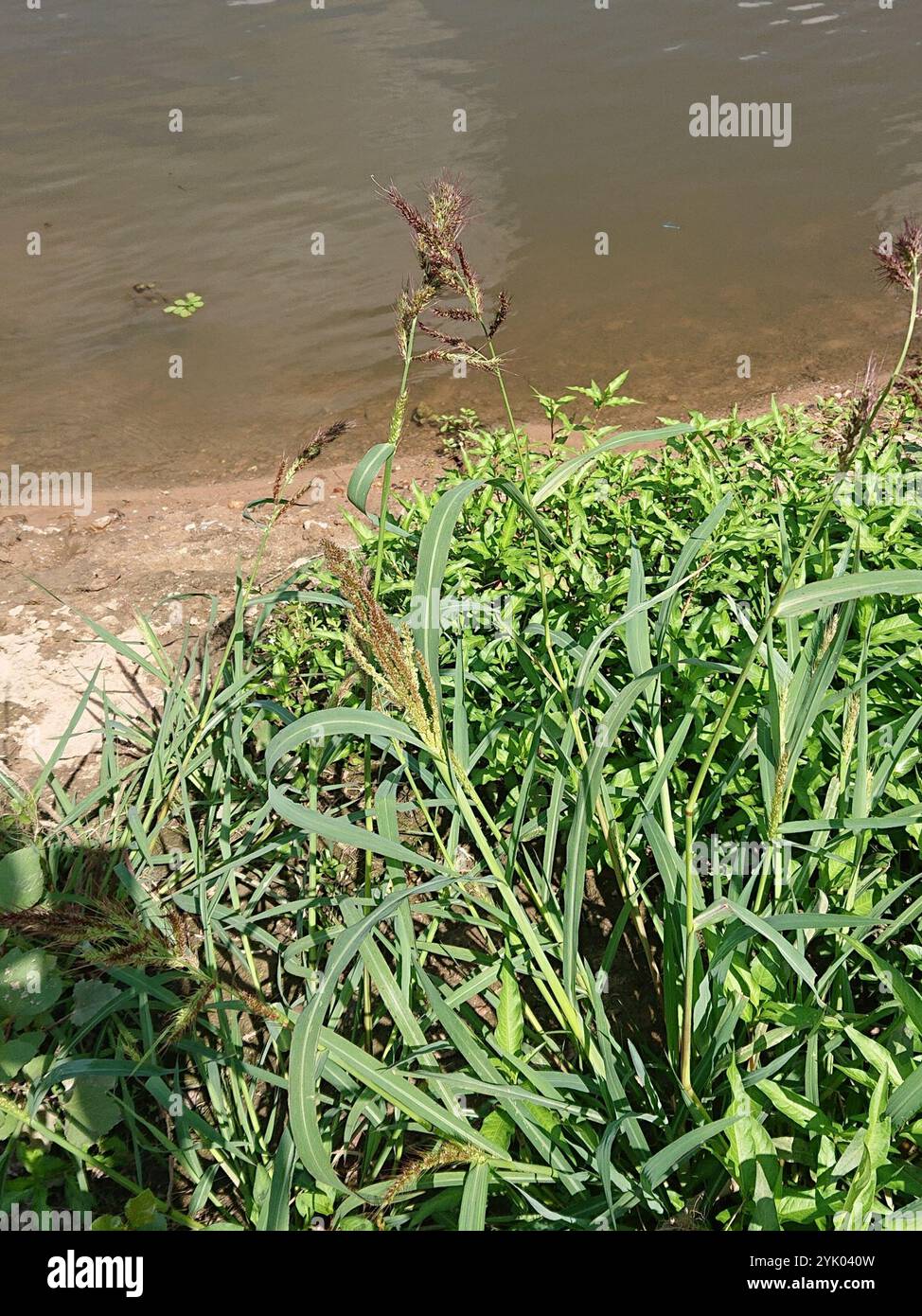 Barnyard Grasses (Echinochloa Stock Photo - Alamy