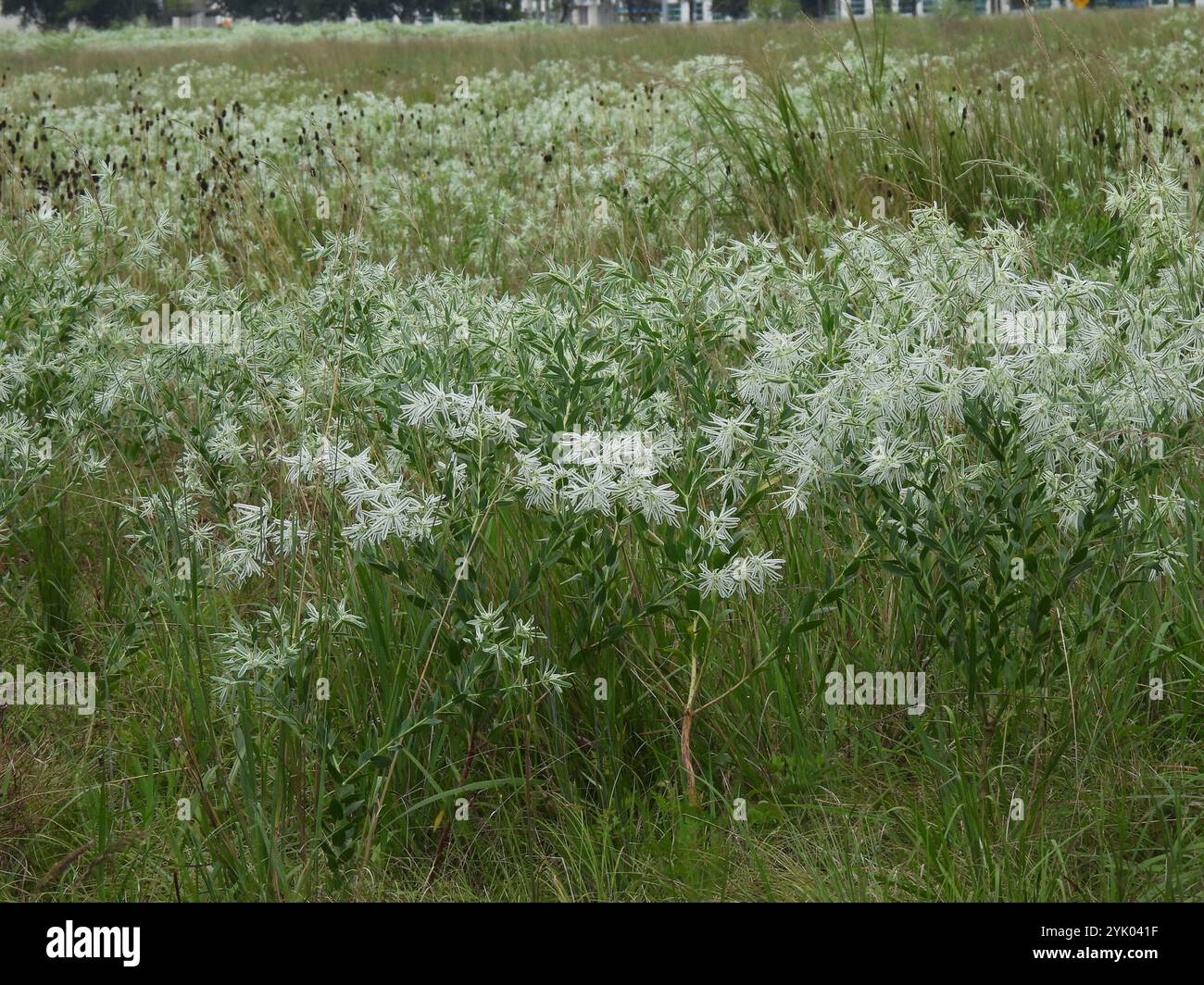 snow-on-the-prairie (Euphorbia bicolor Stock Photo - Alamy