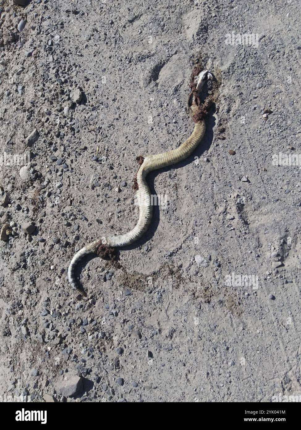 Northern Pacific Rattlesnake (Crotalus oreganus oreganus Stock Photo ...