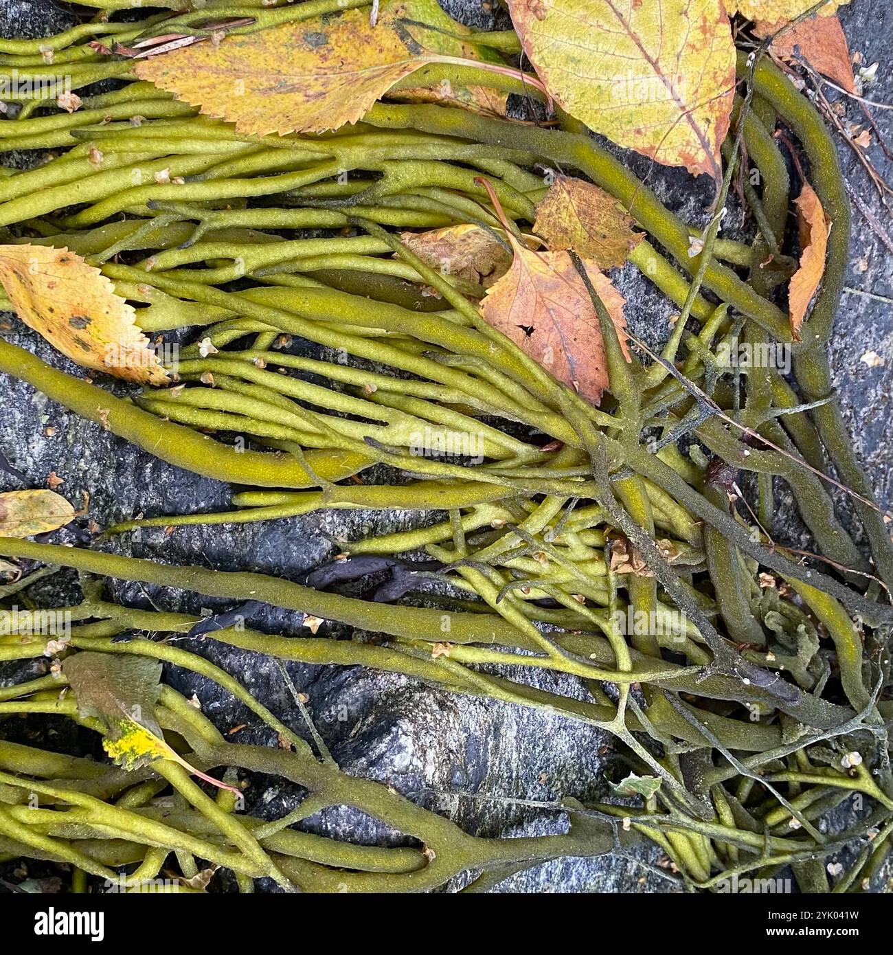 Dead Man's Fingers (Codium fragile Stock Photo - Alamy