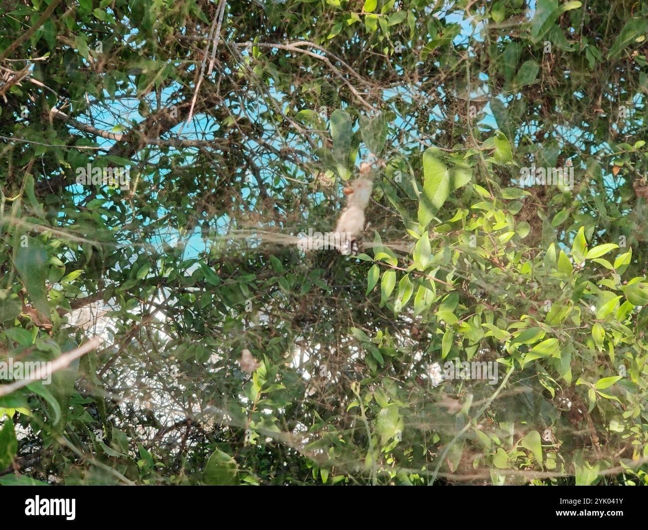 Tropical Tent-web Spider (Cyrtophora citricola Stock Photo - Alamy